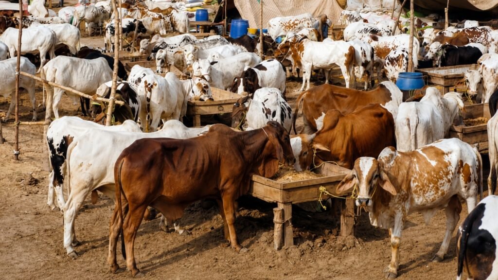 Pakistan Expected to Generate 7.5 Million Hides and Skins from Eid-ul ...